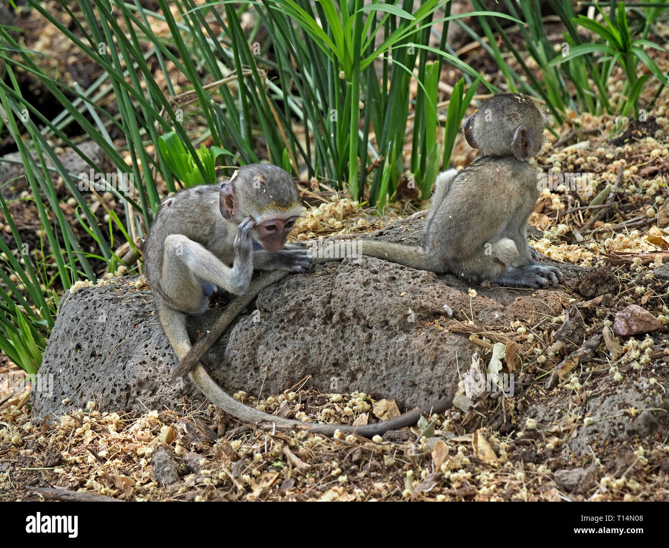 Baby vervet monkeys hand hi-res stock photography and images - Alamy