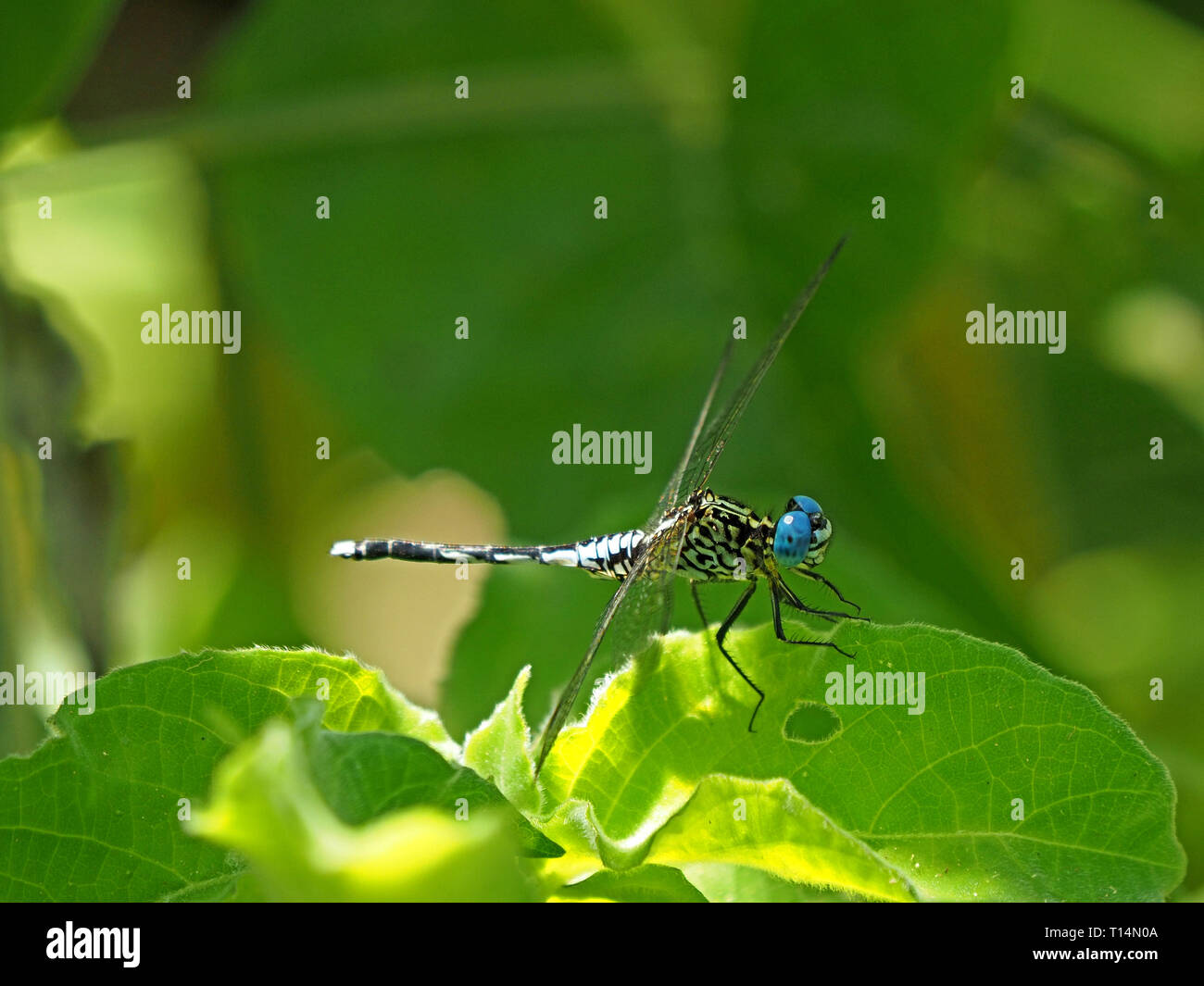 Blue compound eyes hi-res stock photography and images - Alamy