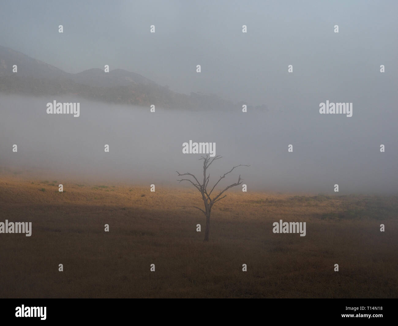 Skeleton bush hi-res stock photography and images - Alamy