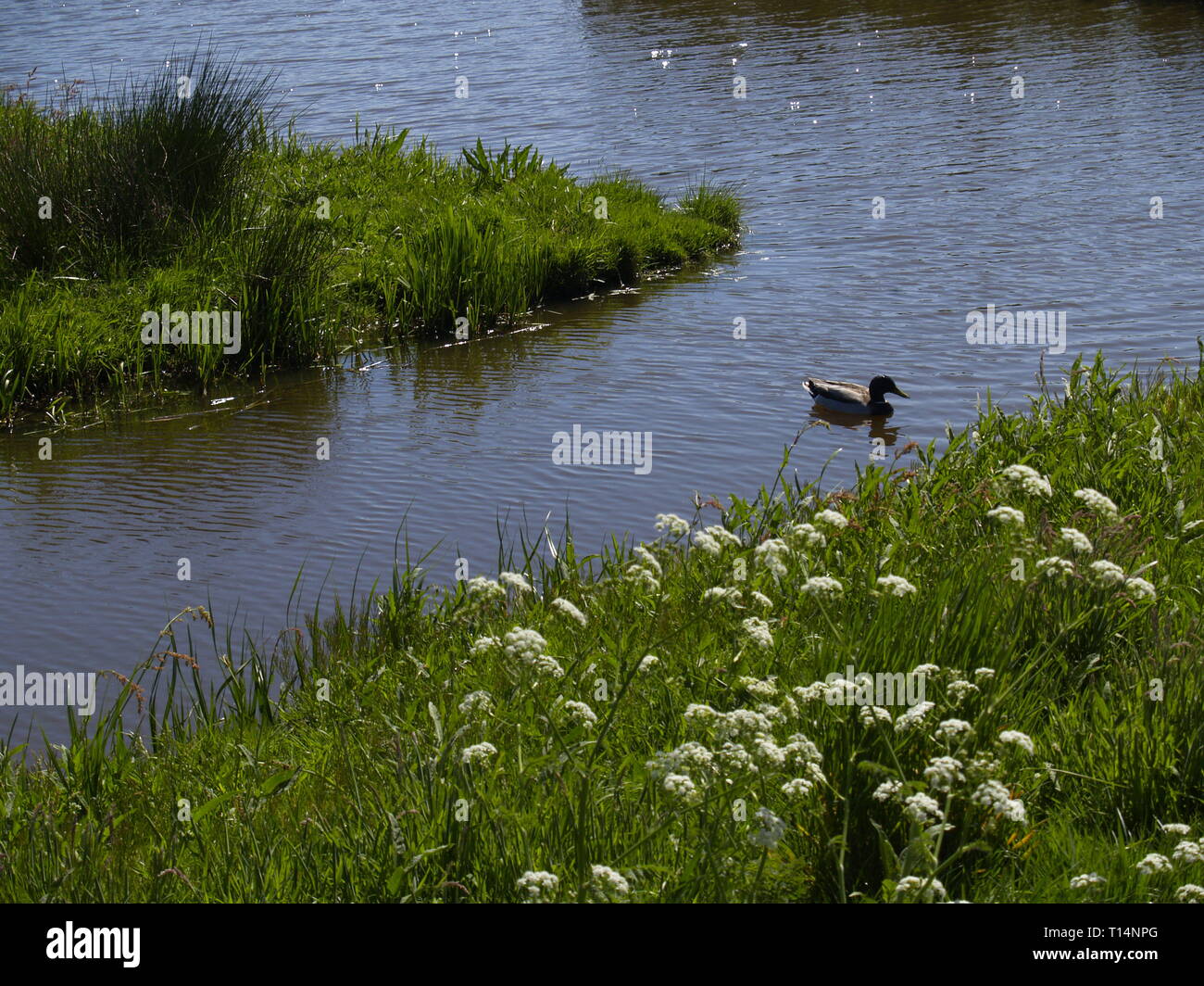 Amsterdam, an der Amstel, Wester-Amstel, Middelpolder, Grünes Gebiet ...