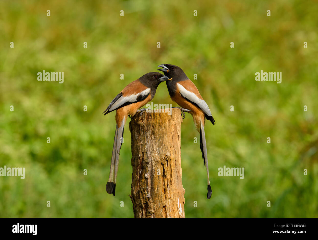 Rufous treepies on branch hi-res stock photography and images - Alamy