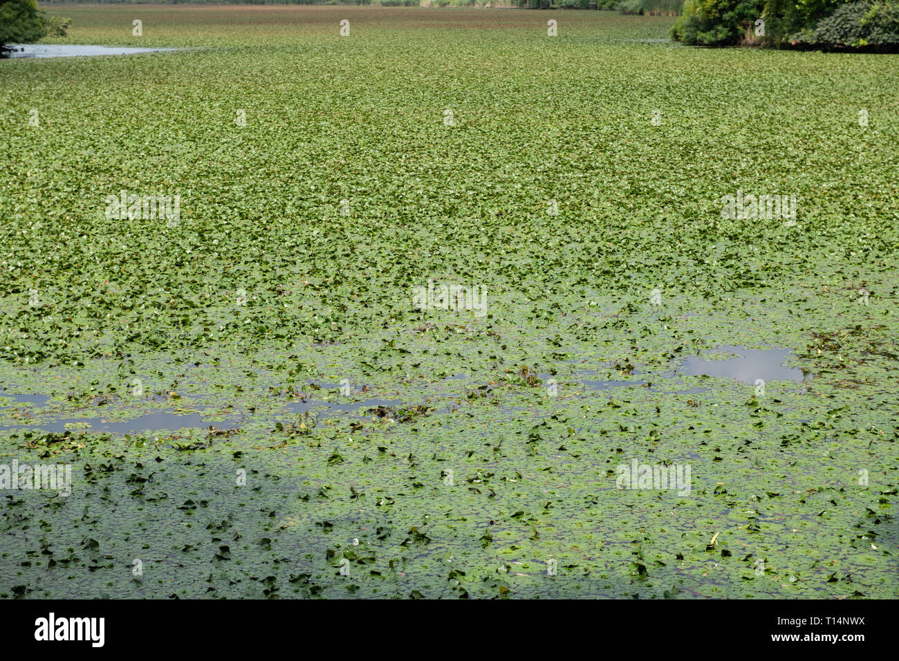 Floating pond weed hi-res stock photography and images - Alamy