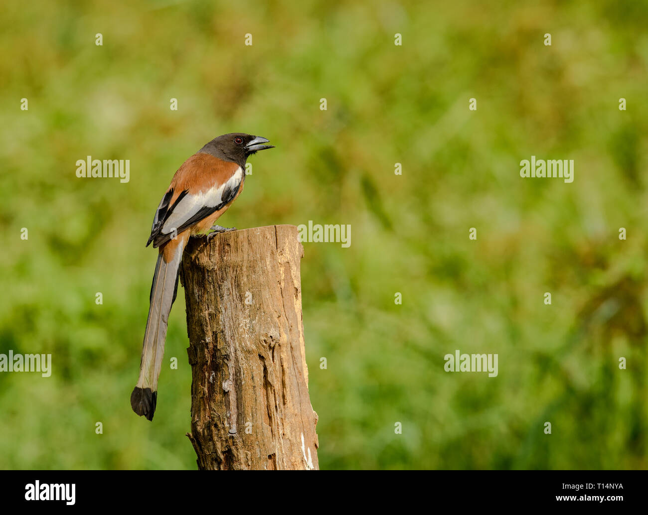 Rufous treepies on branch hi-res stock photography and images - Alamy