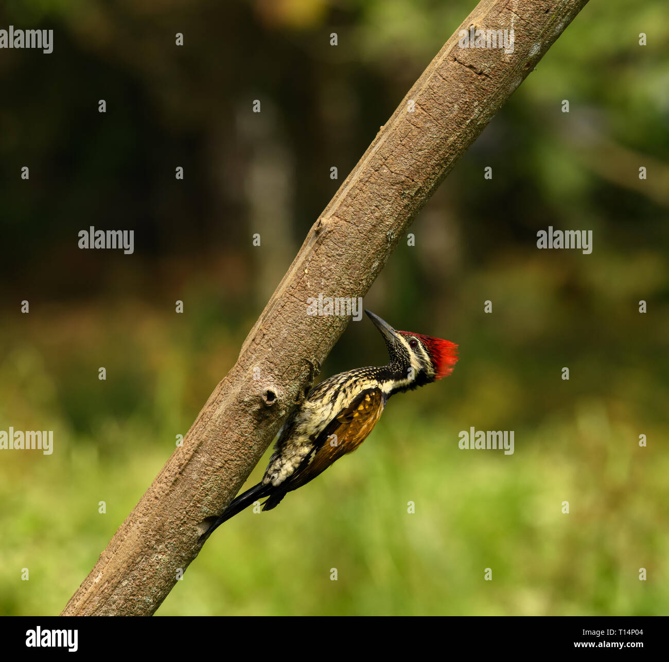 Black-rumped flameback or lesser golden-backed woodpecker climbing on ...