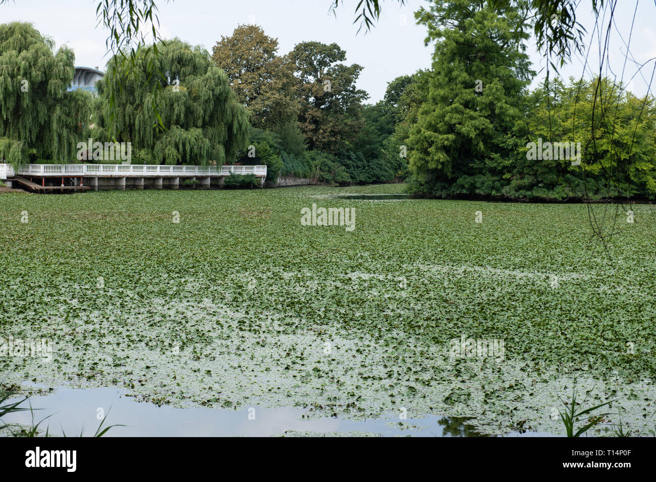 Floating pond weed hi-res stock photography and images - Alamy