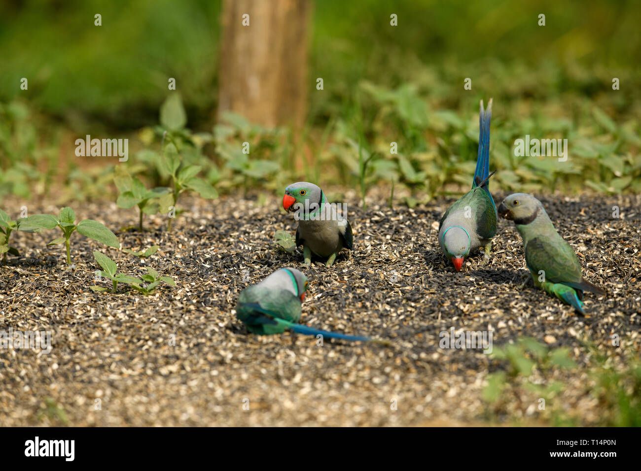 The blue-winged parakeet, also known as the Malabar parakeet is a ...