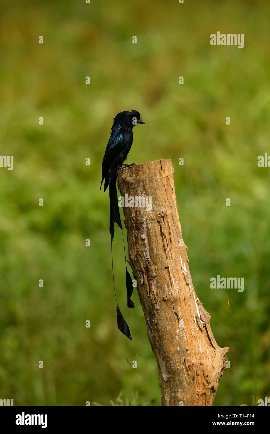 Greater racket tailed drongo hi-res stock photography and images - Alamy