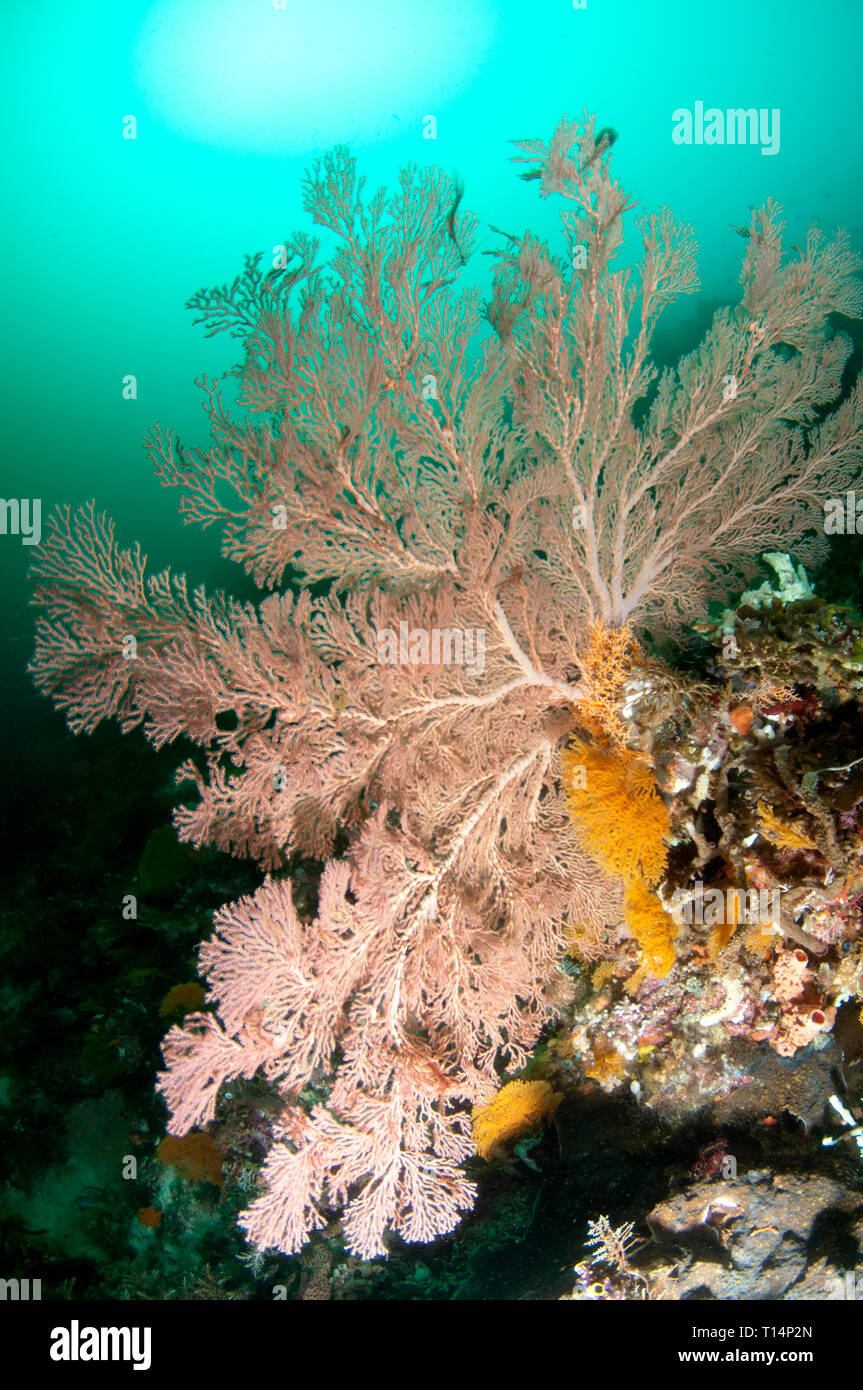 Sea Fan, Melithaea sp, Cape Kri dive site, Dampier Strait, Raja Ampat ...