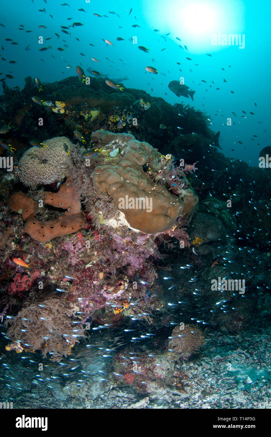 Reef Scene with fish and sun in background, Manta Sandy dive site ...