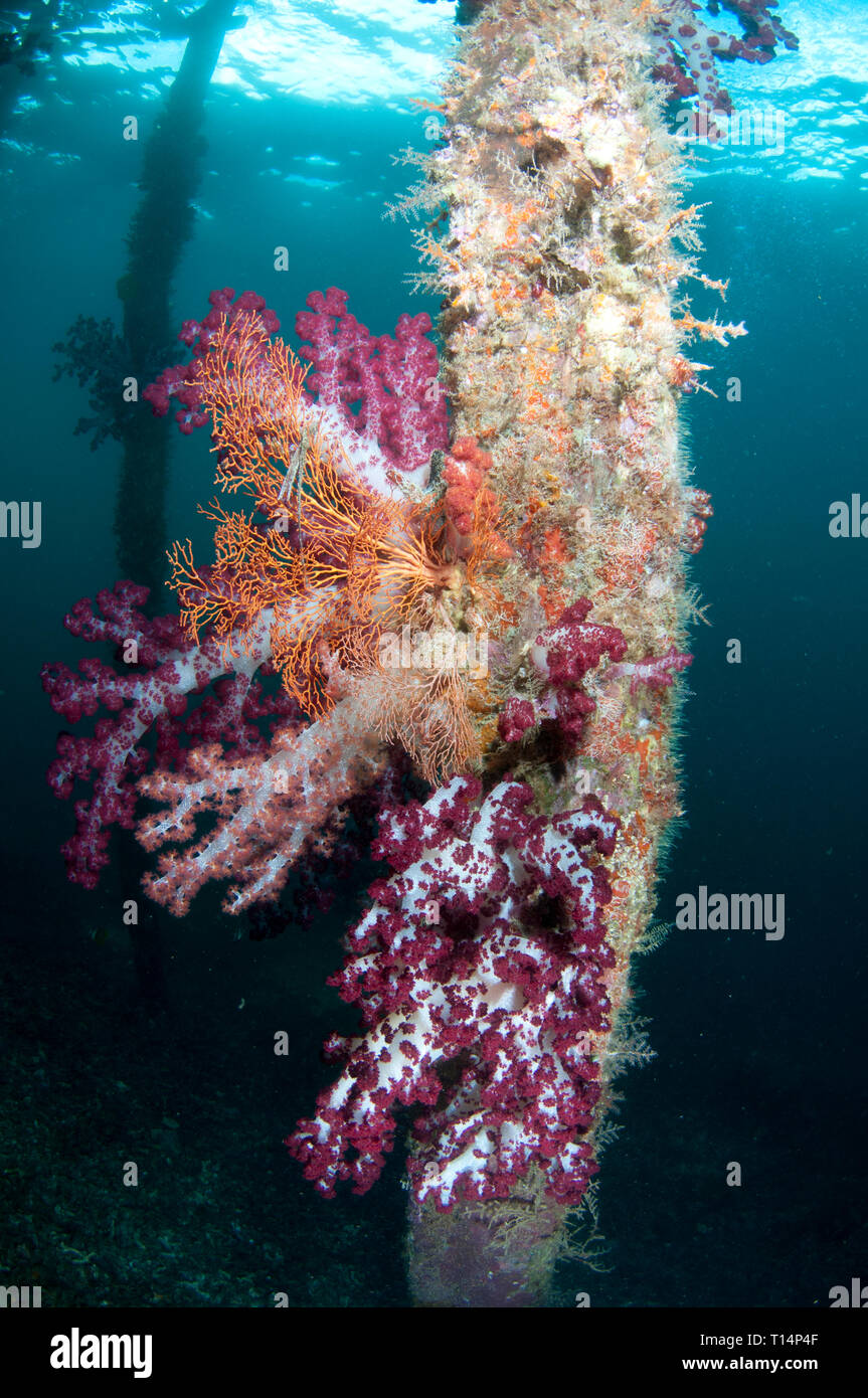 Soft Glomerate Tree Coral, Dendronephthya sp, on pylon, Arborek Jetty ...