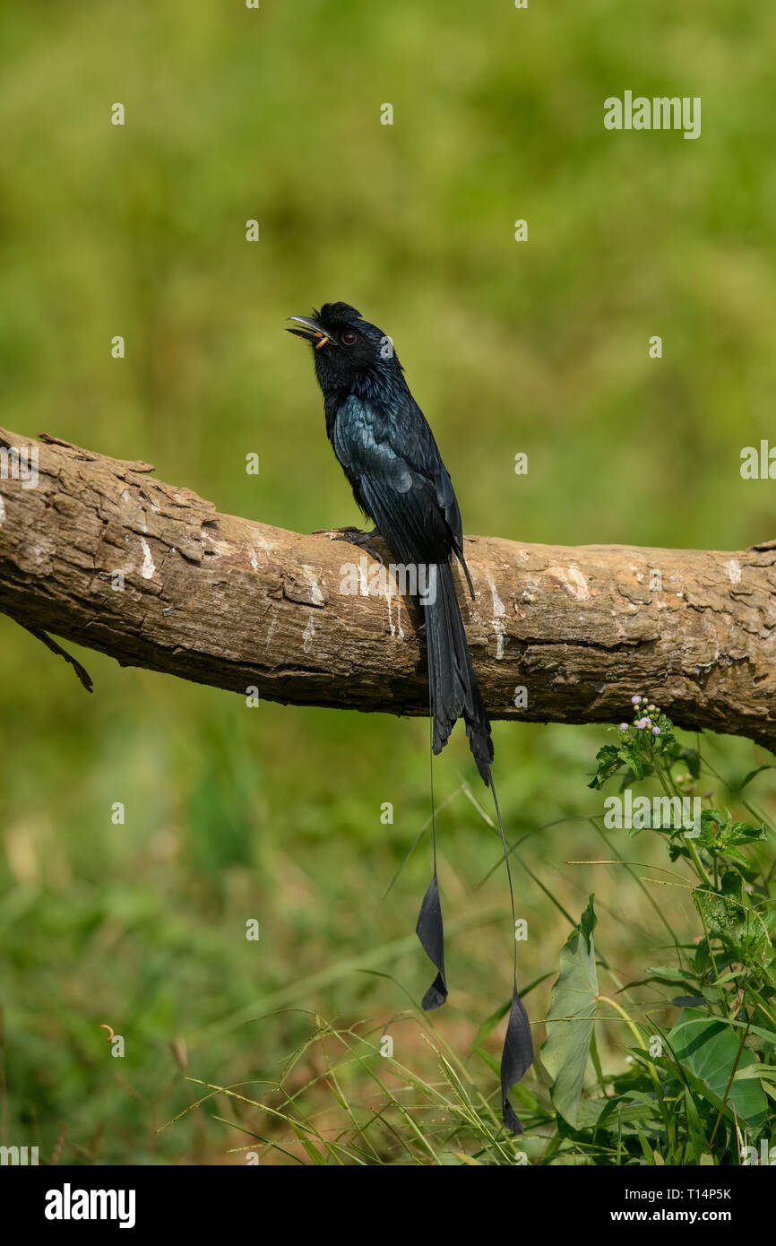 Forked tail drongo hi-res stock photography and images - Alamy