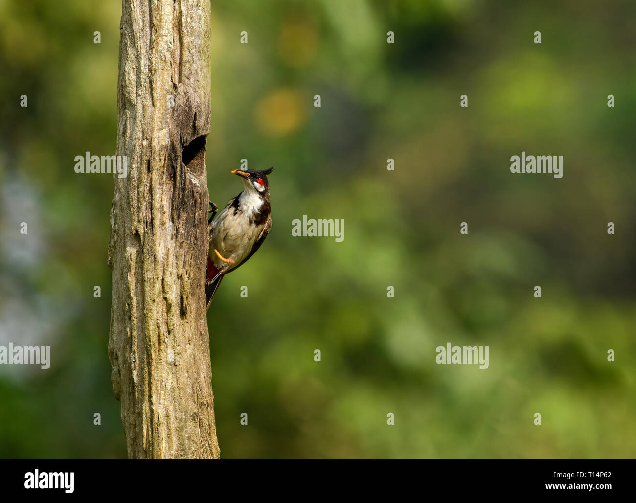 Red whiskered bulbul kerala hi-res stock photography and images - Alamy