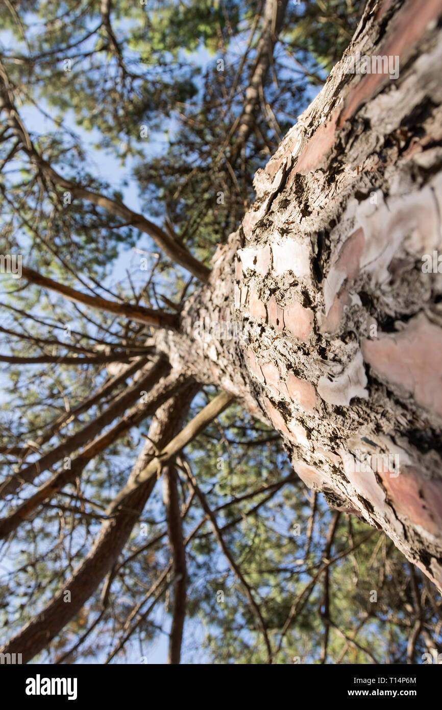 Pine tree from below Stock Photo - Alamy