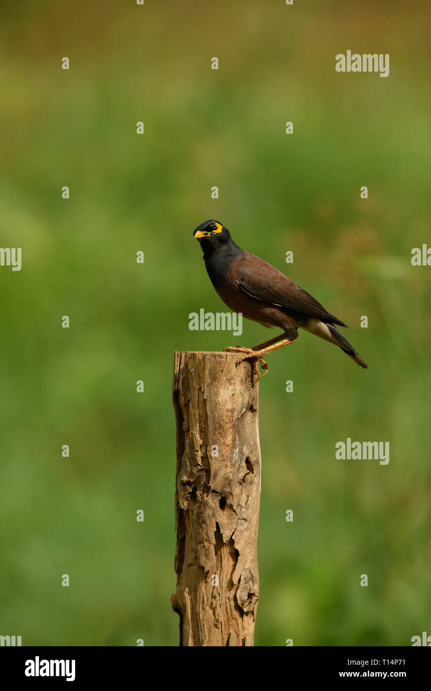 Spelled mynah hi-res stock photography and images - Alamy