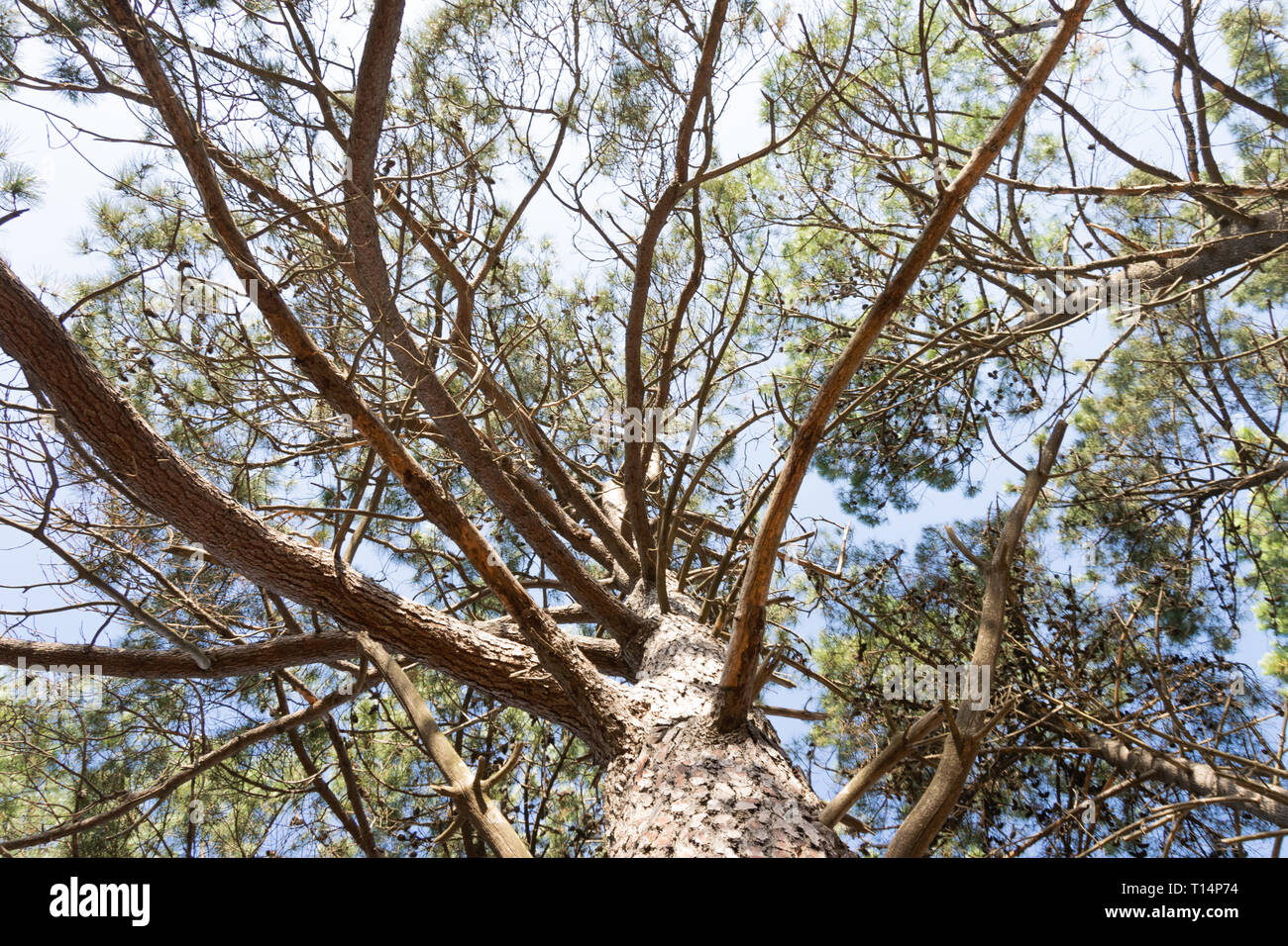 Pine tree branch from below hi-res stock photography and images - Alamy