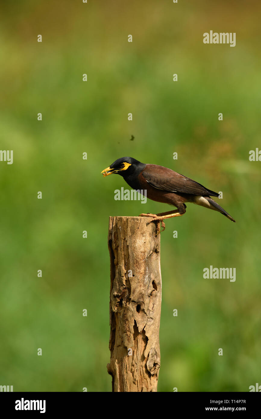 Indian mynas hi-res stock photography and images - Alamy
