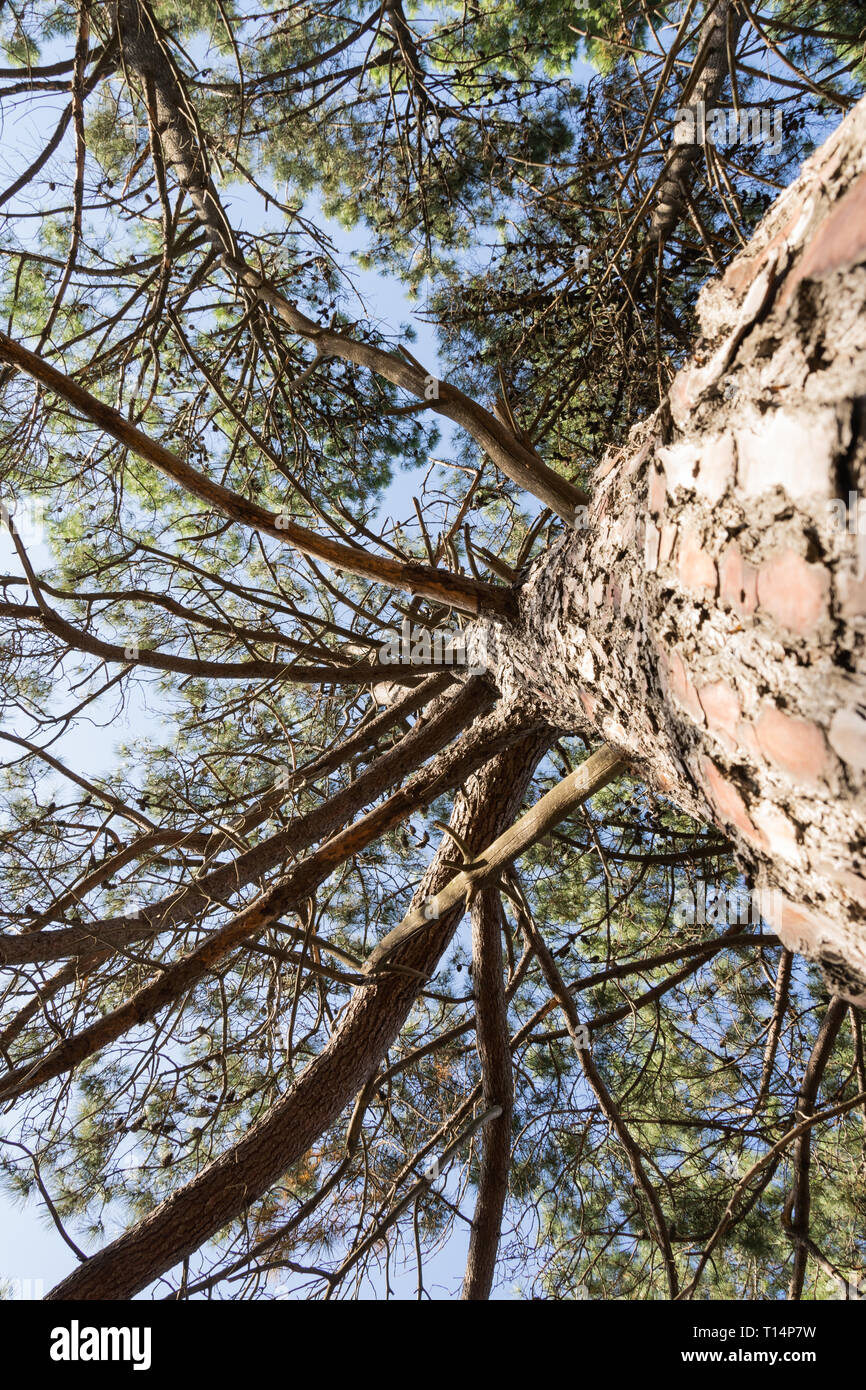 Pine tree from below Stock Photo - Alamy