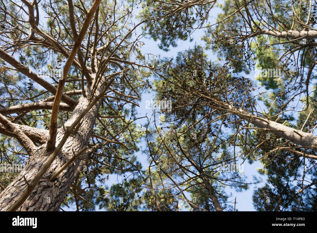 Pine tree from below Stock Photo - Alamy