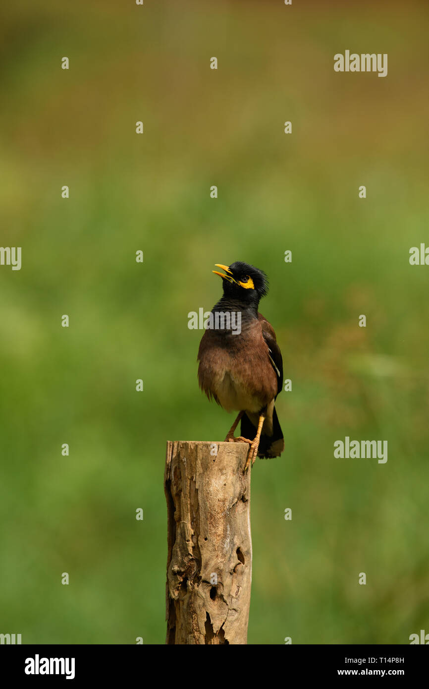 Indian mynas hi-res stock photography and images - Alamy