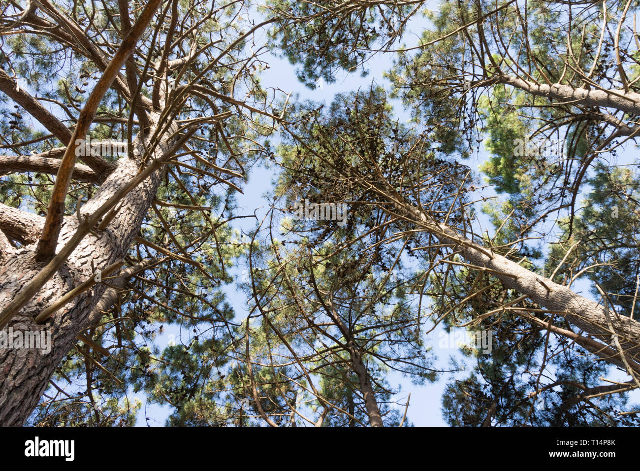 Below tall tree hi-res stock photography and images - Alamy