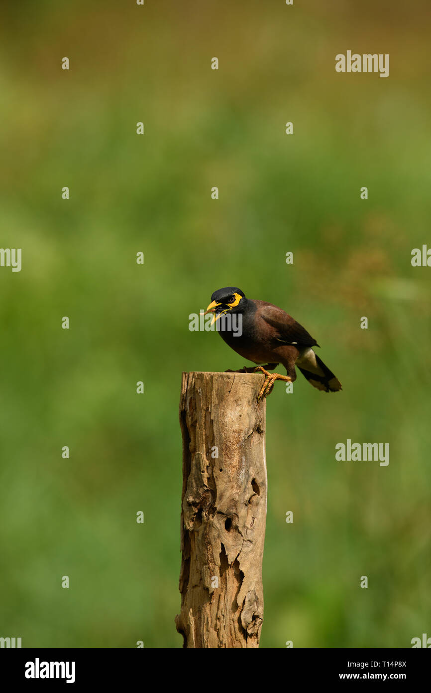 The common Myna or Indian Myna (Acridotheres tristis), sometimes ...