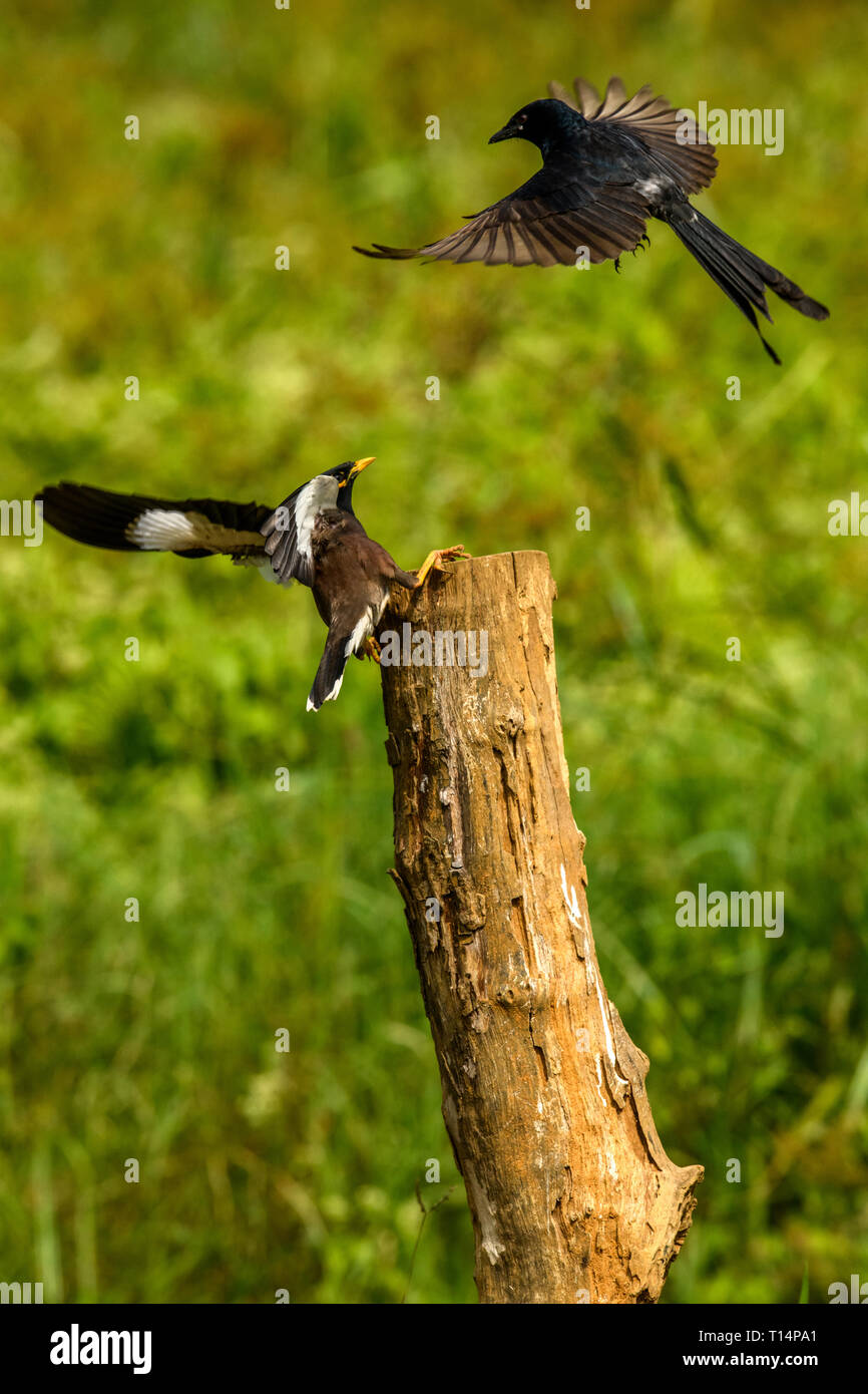 Myna expression hi-res stock photography and images - Alamy