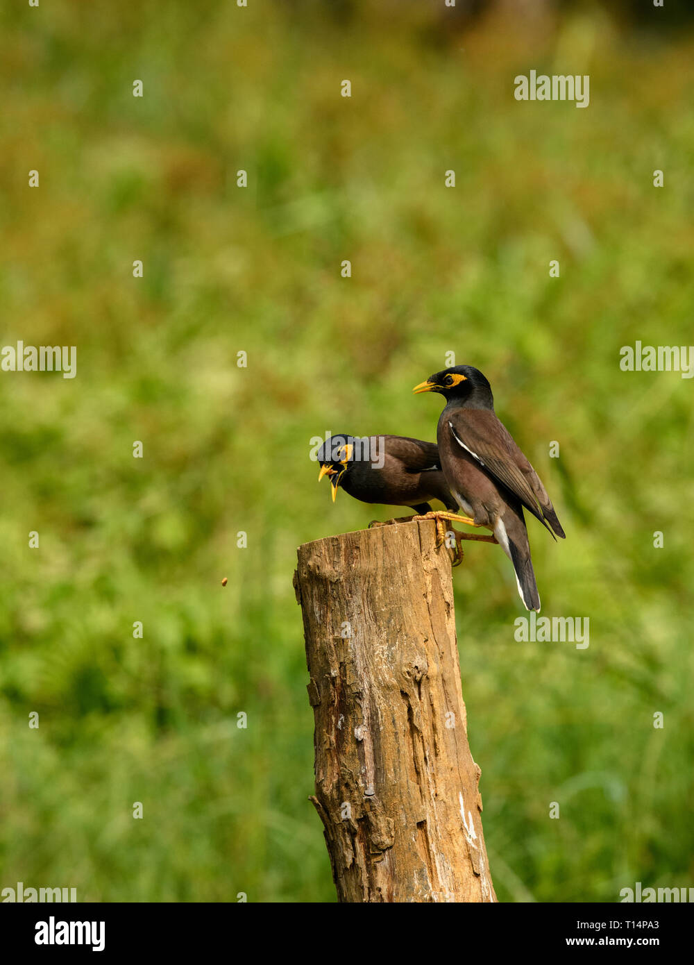 Myna expression hi-res stock photography and images - Alamy