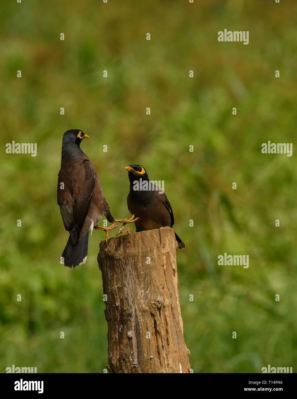 Starlings of thailand hi-res stock photography and images - Alamy