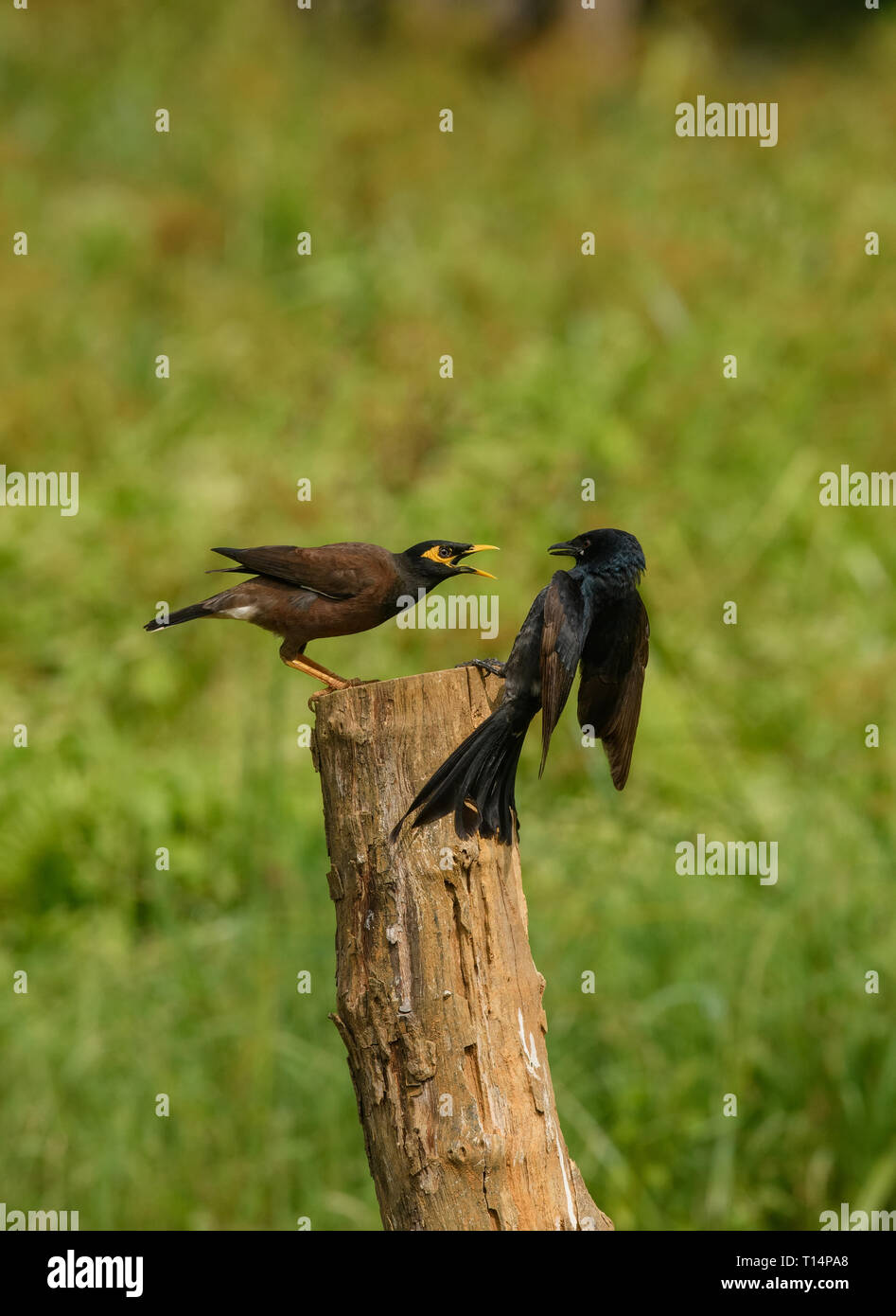 Starlings and mynas hi-res stock photography and images - Alamy