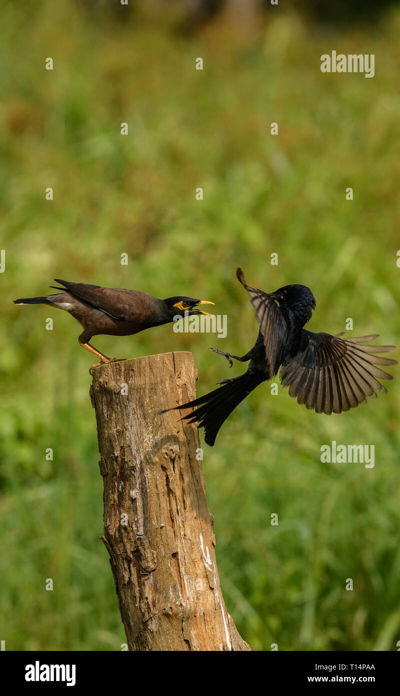 The common Myna or Indian Myna (Acridotheres tristis), sometimes ...
