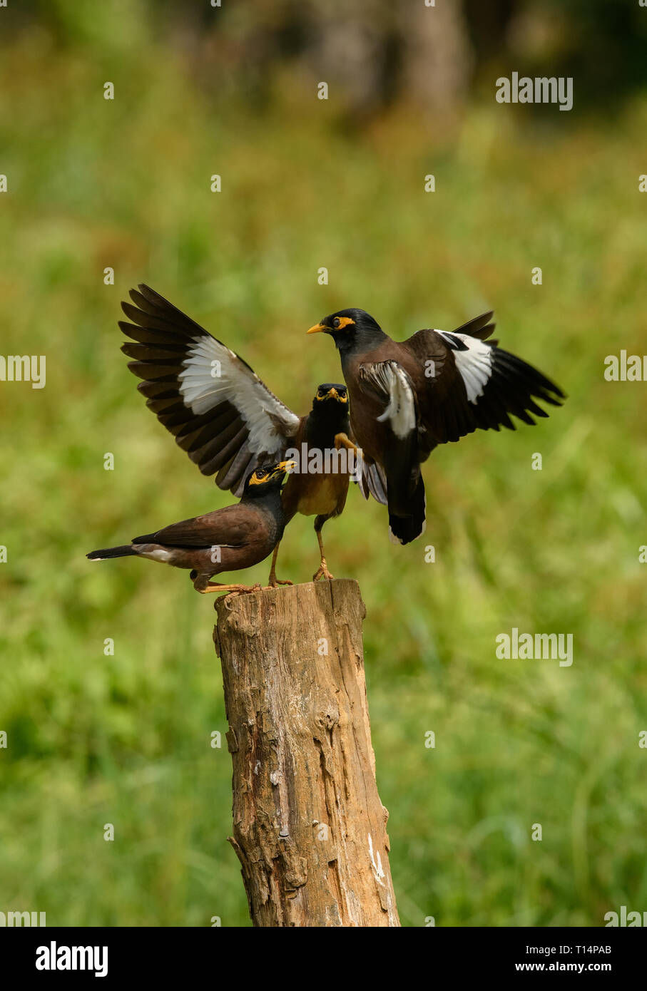 Starlings of thailand hi-res stock photography and images - Alamy