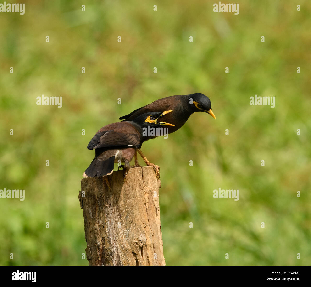 Starlings of thailand hi-res stock photography and images - Alamy