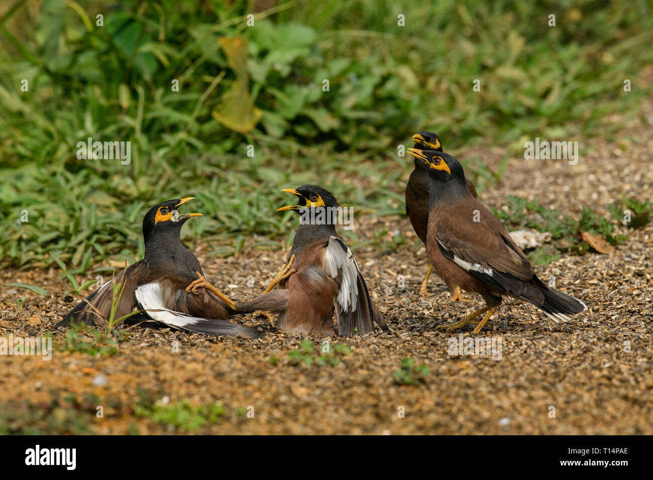 The common Myna or Indian Myna (Acridotheres tristis), sometimes ...