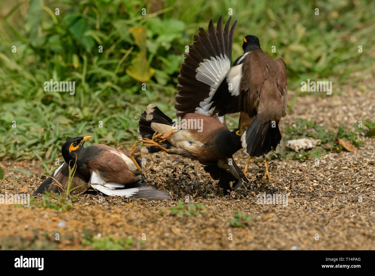 Myna expression hi-res stock photography and images - Alamy