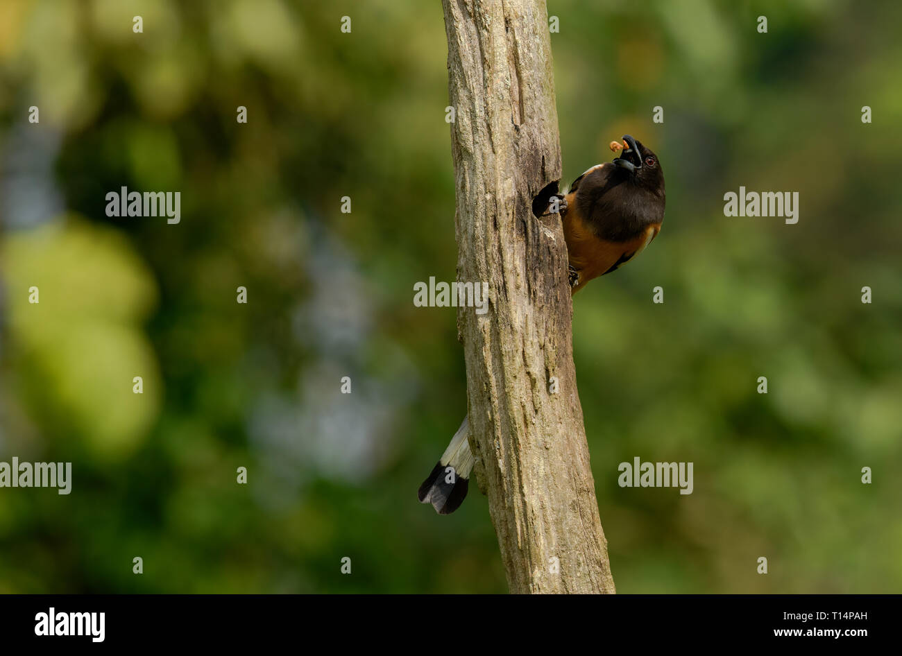 Rufous treepies on branch hi-res stock photography and images - Alamy