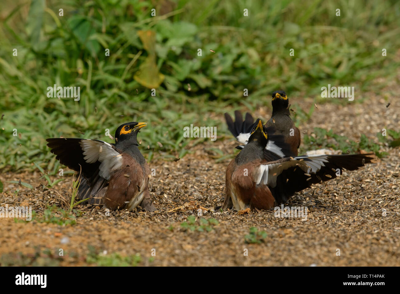 Myna expression hi-res stock photography and images - Alamy