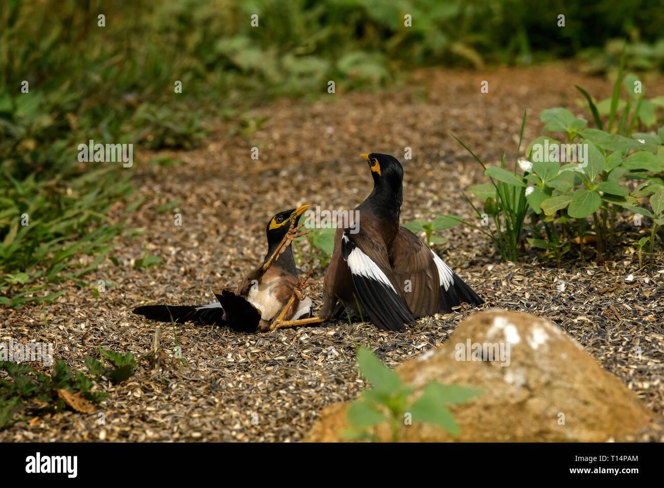 Myna expression hi-res stock photography and images - Alamy