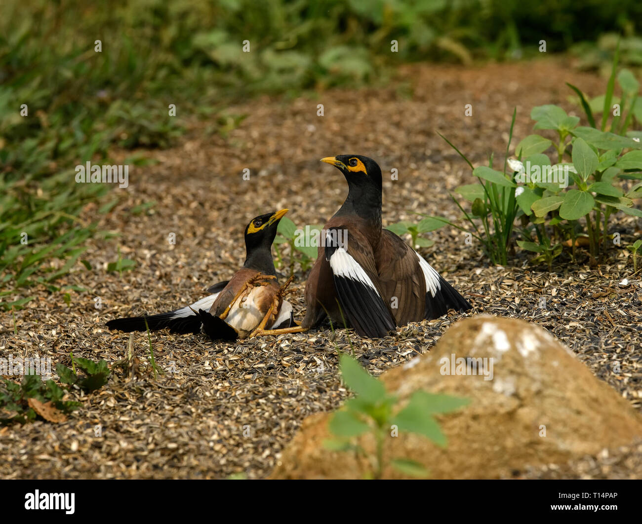 Myna expression hi-res stock photography and images - Alamy