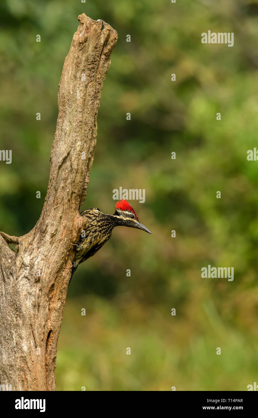 Woodpeckers of india hi-res stock photography and images - Alamy