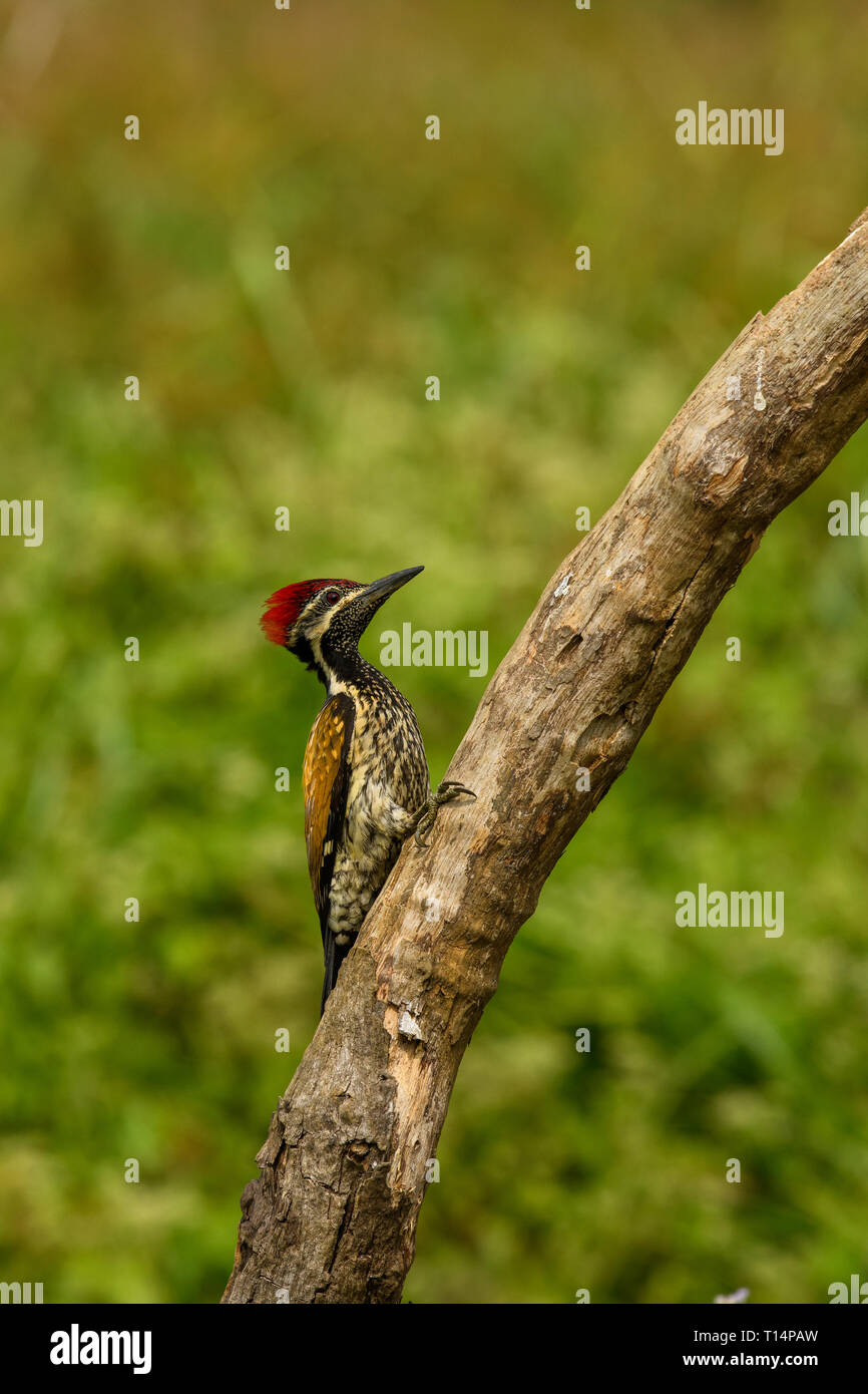 Black-rumped flameback or lesser golden-backed woodpecker climbing on ...