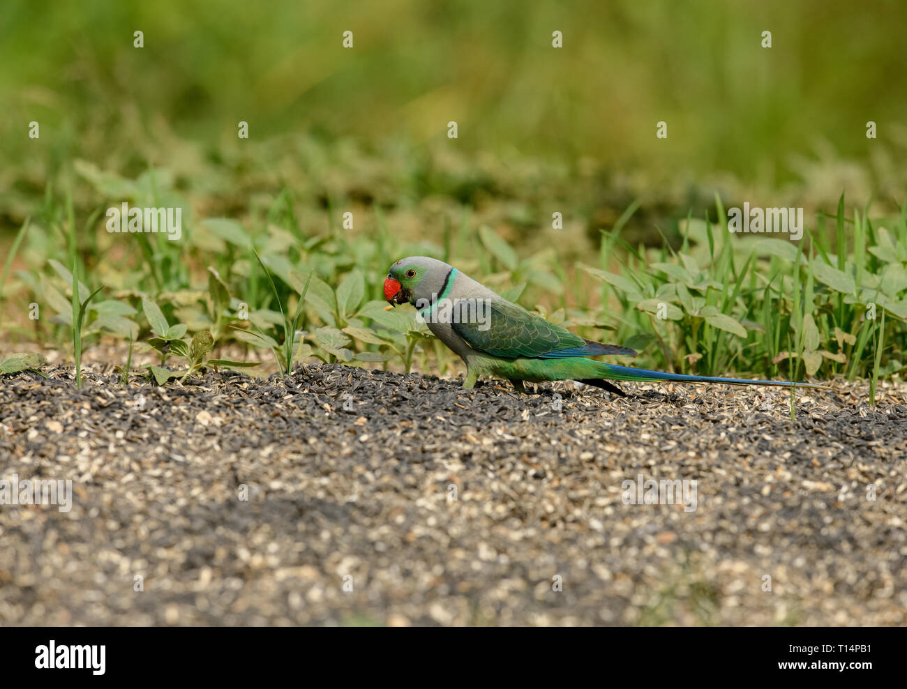 The blue-winged parakeet, also known as the Malabar parakeet is a ...