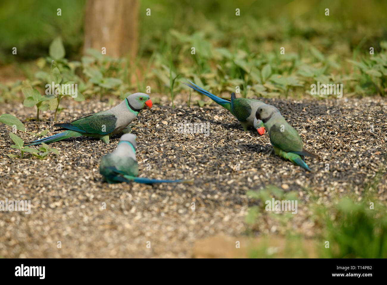 The blue-winged parakeet, also known as the Malabar parakeet is a ...