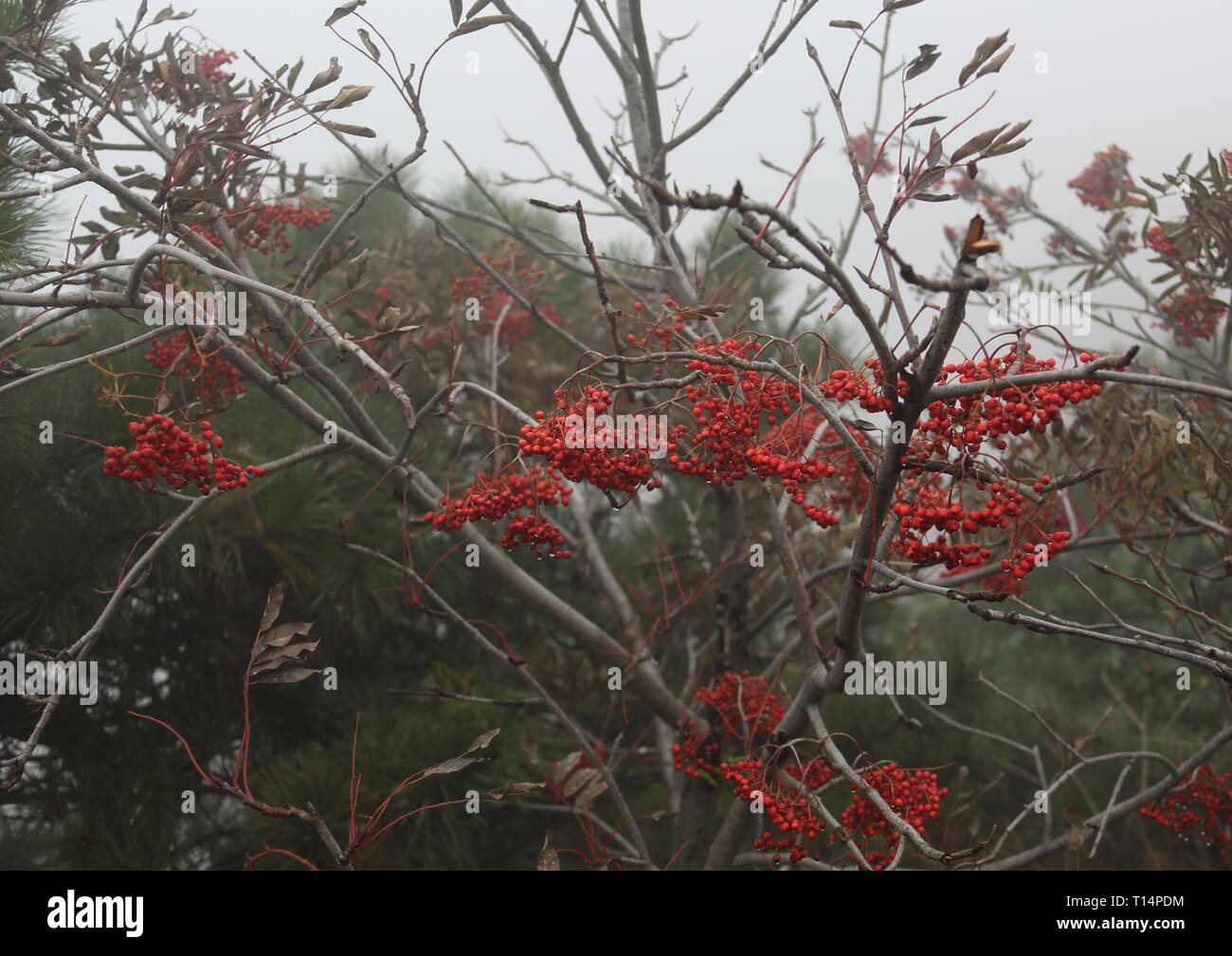 Chinese flowers hi-res stock photography and images - Alamy