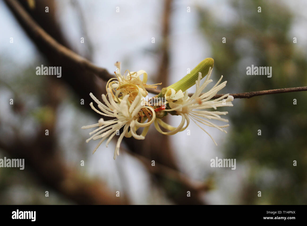 Attractive white flower hi-res stock photography and images - Alamy