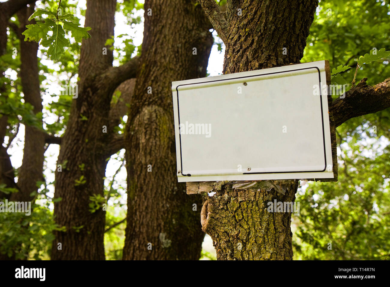 Blank sign indicating hanging on the tree trunk in the woods - image ...
