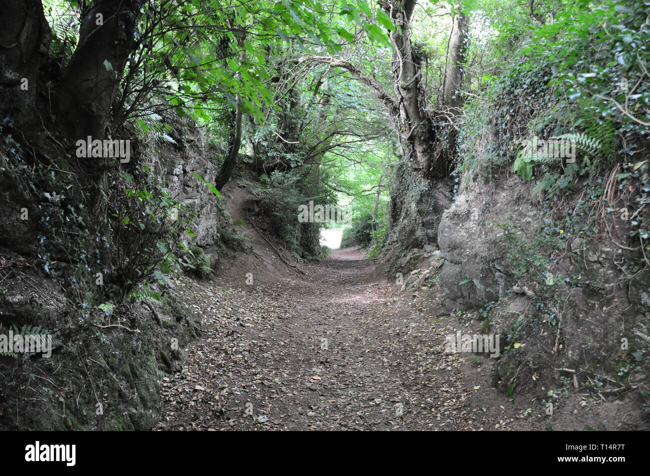 Secret path hidden path hi-res stock photography and images - Alamy