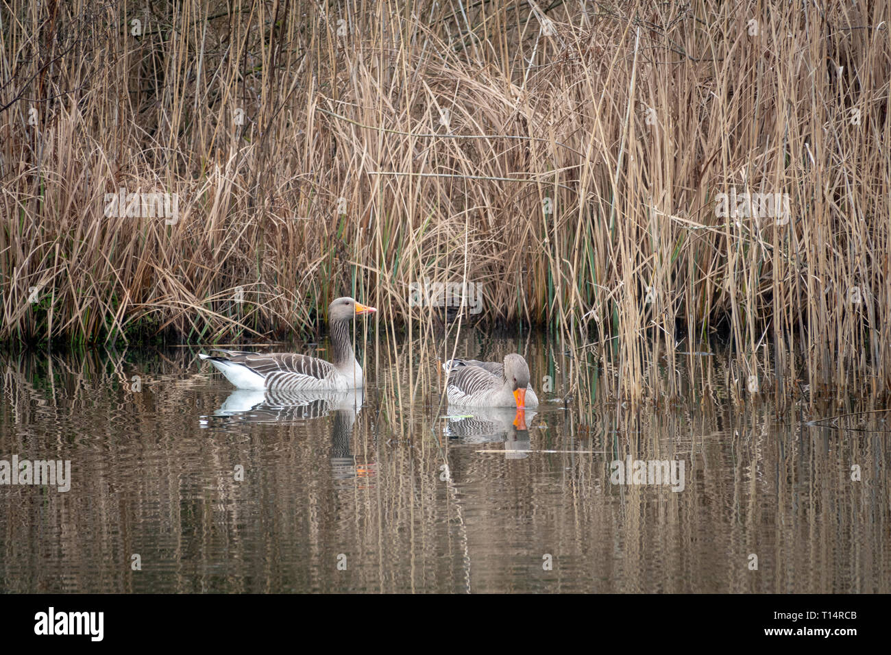 2 grey geese swimming on a lake Stock Photo - Alamy