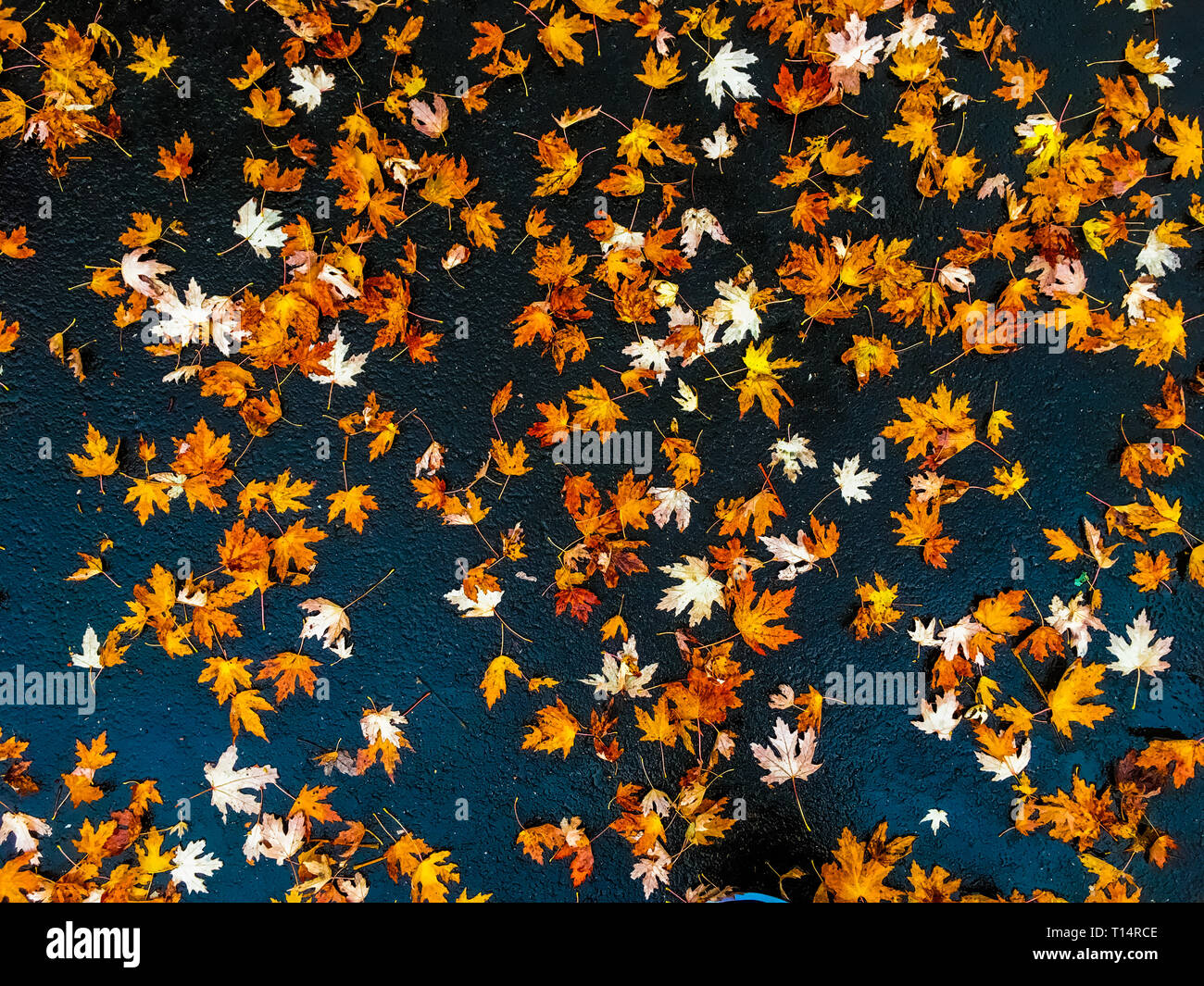 Fall season, weather and environment concept - Autumn leaves and trees ...