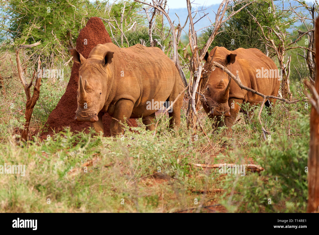 Sumatran rhinoceros skin hi-res stock photography and images - Alamy