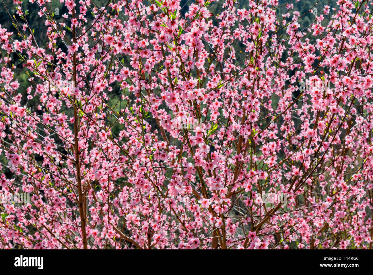 Bloomed trees hi-res stock photography and images - Alamy